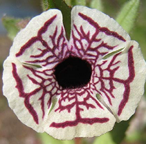 Colours of the Regency | Every Woman Dreams…